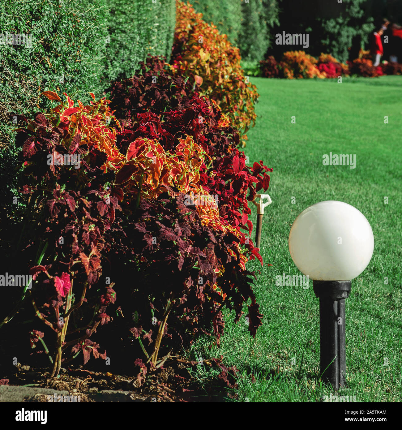 Coleus landscape hi-res stock photography and images - Alamy