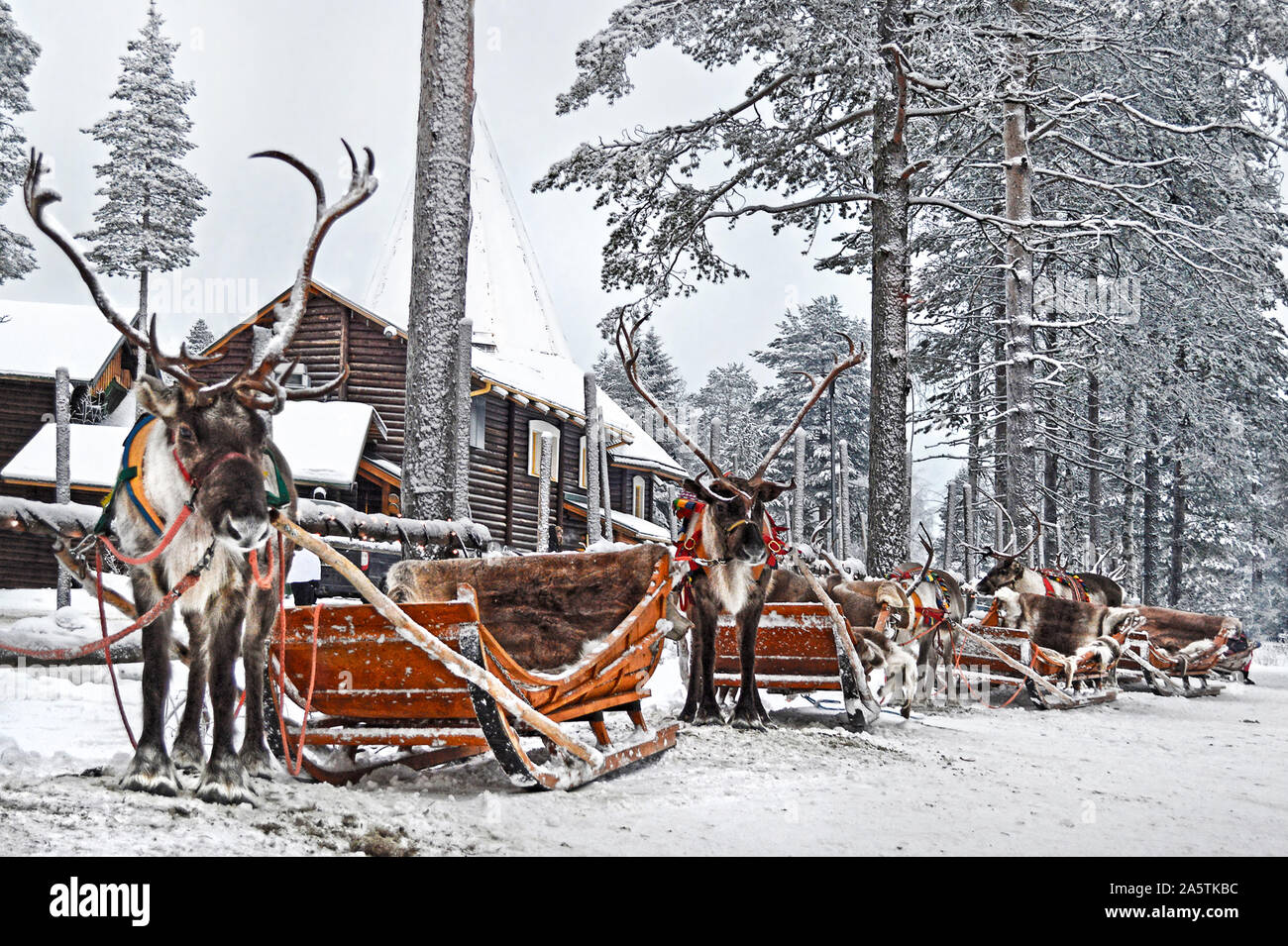 Reindeers christmas hi-res stock photography and images - Alamy