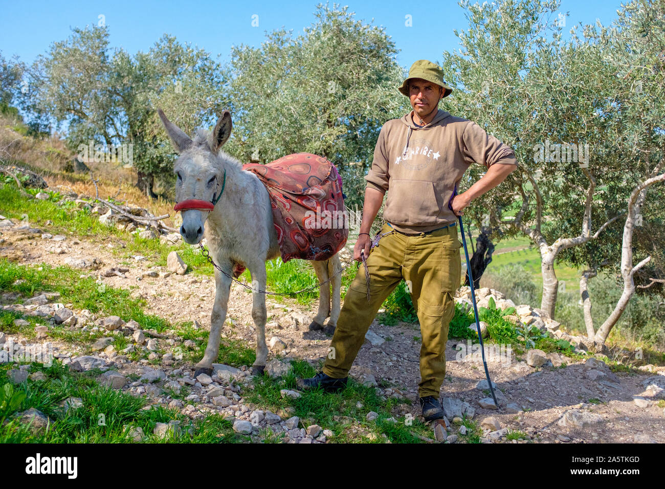 Palestinian shepherd with donkey, Sanur, Jenin Governorate, West Bank ...