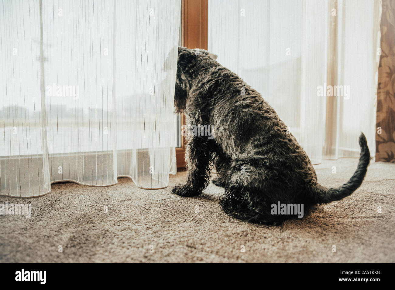 black dog looking out the window through the curtains and observing ...