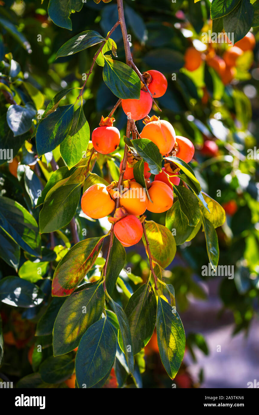 A Bunch of colorful persimmon fruits (Cachi frutta In Italian Name)on ...