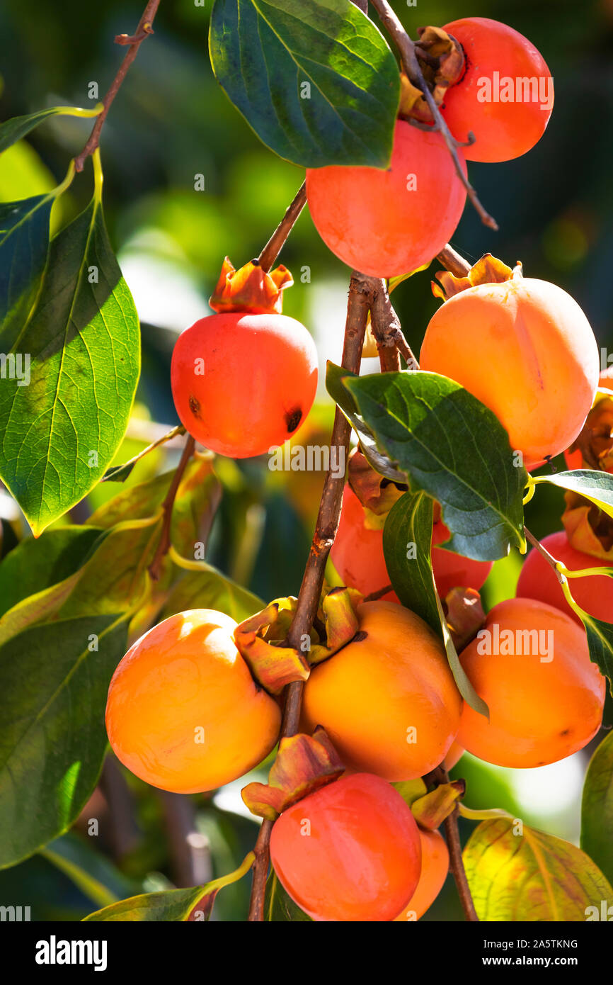 Mature fruits on a branch hi-res stock photography and images - Alamy