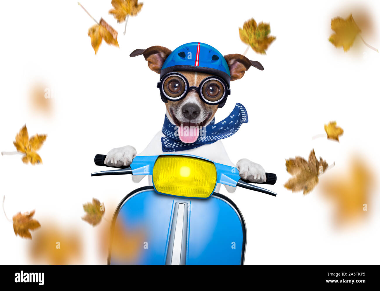 motorcycle jack russell dog driving a motorbike with sunglasses ...