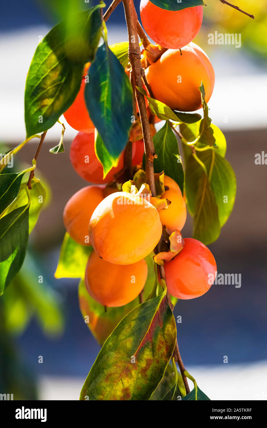 Plum plantation hi-res stock photography and images - Alamy