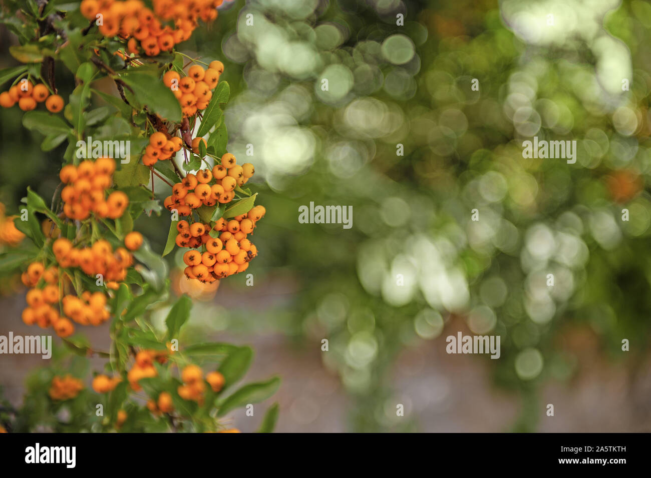 Pyracantha yellow berries on the branches. Firethorn Pyracantha ...
