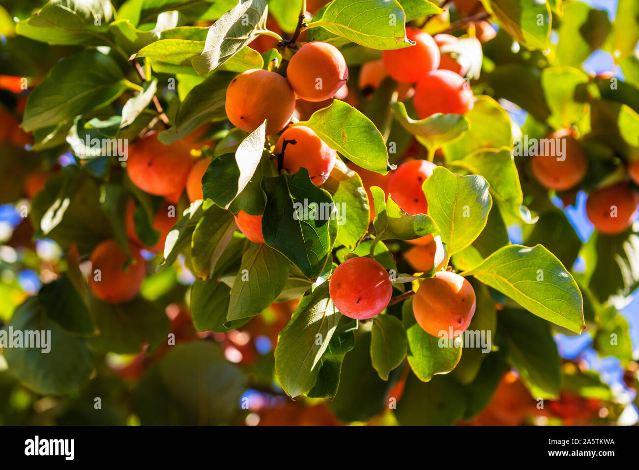 Fruta kaki hi-res stock photography and images - Alamy