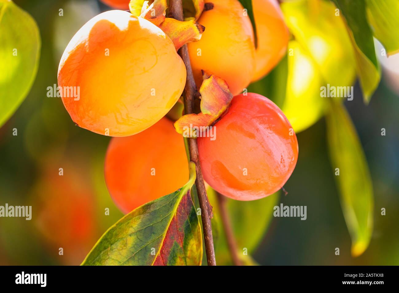 A Bunch of colorful persimmon fruits (Cachi frutta In Italian Name)on ...