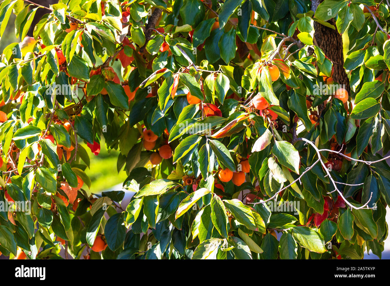Fruta kaki hi-res stock photography and images - Alamy