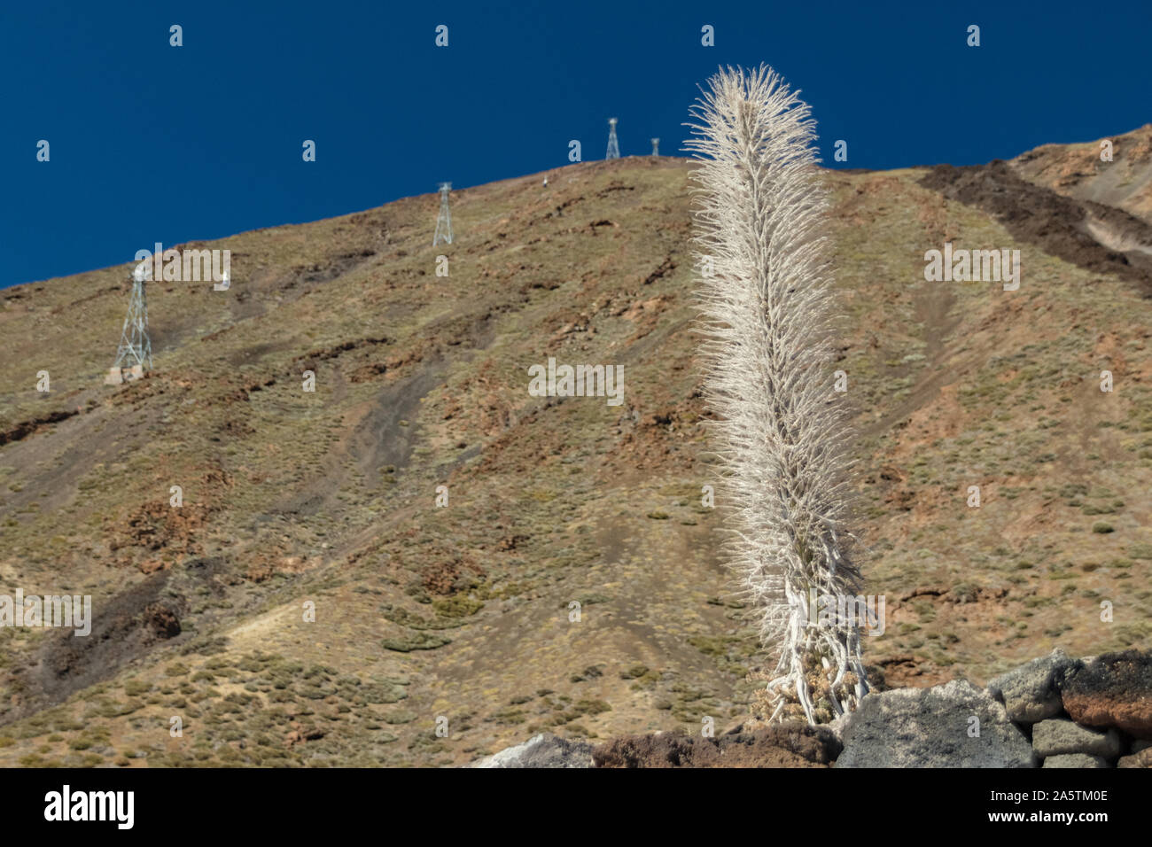 Dried skeleton of Echium wildpretii endemic in Teide National Park ...