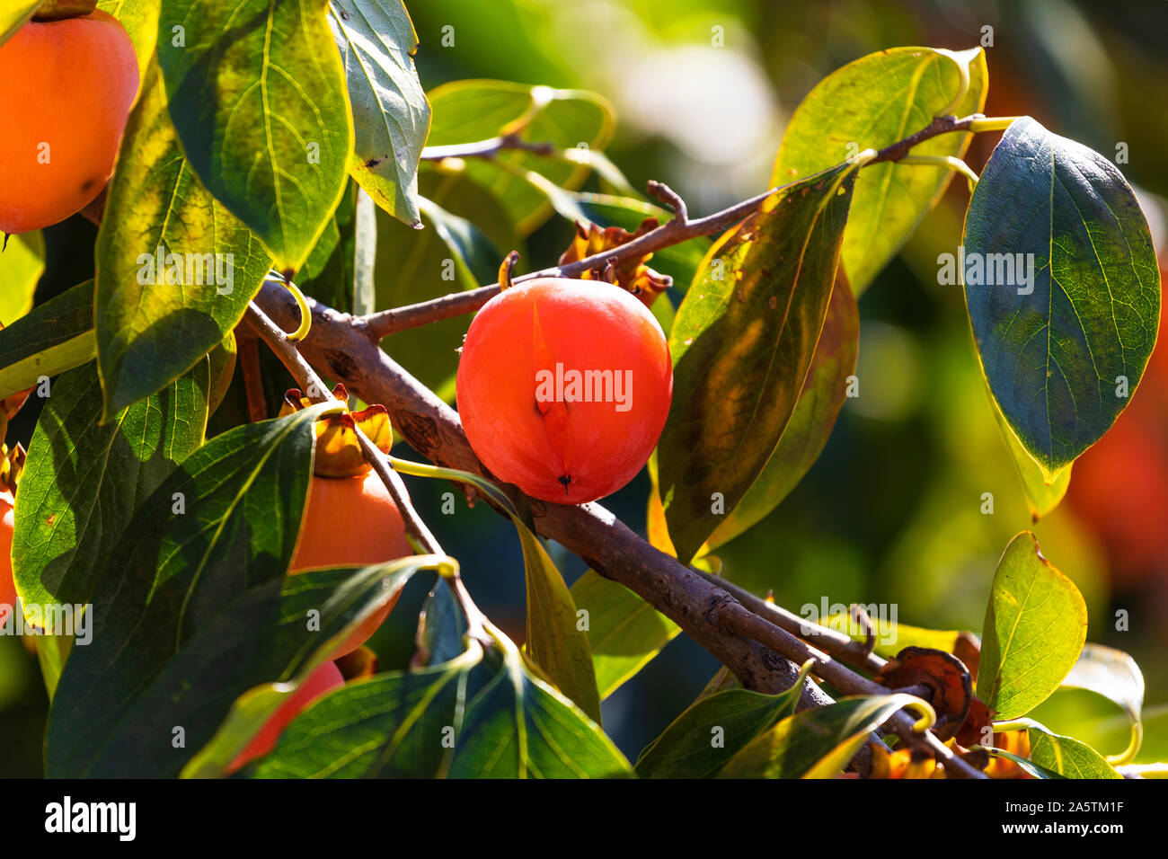 Fruits name hi-res stock photography and images - Alamy