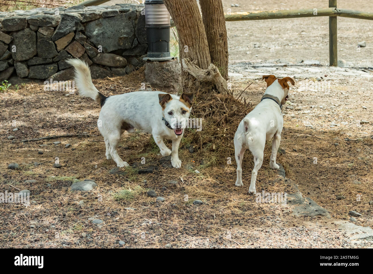 Lava Dogs High Resolution Stock Photography and Images - Alamy