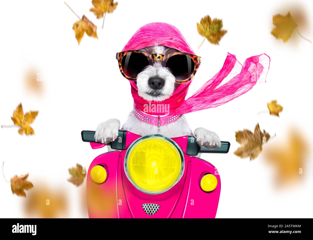 motorcycle diva lady fancy dog driving a motorbike with sunglasses ...