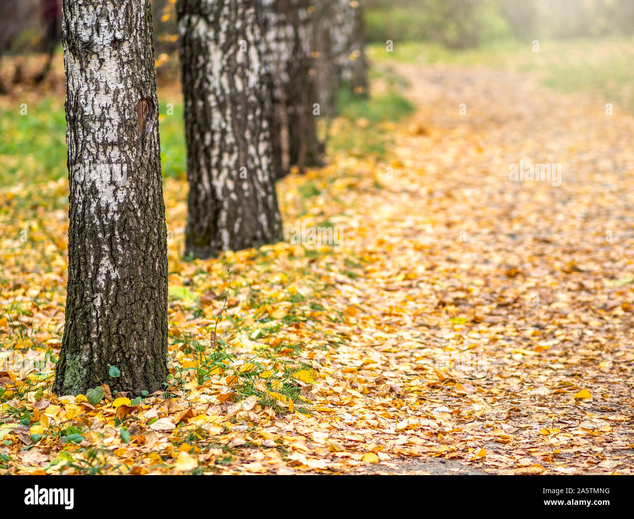 Birch trees in autumn park with yellow leaves on the ground. alm motley ...