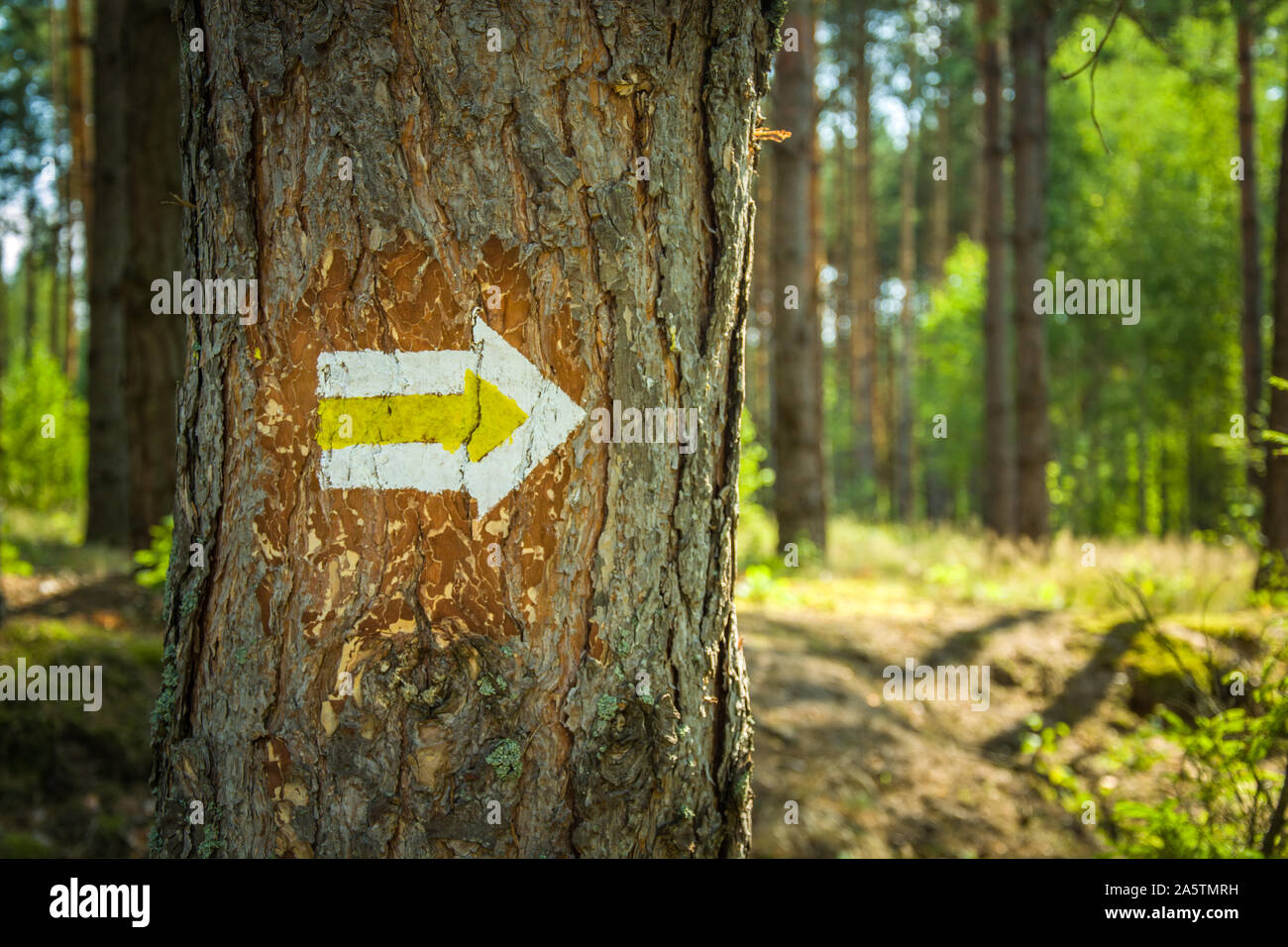 Yellow arrow of the hiking trail painted on a tree in the forest Stock ...