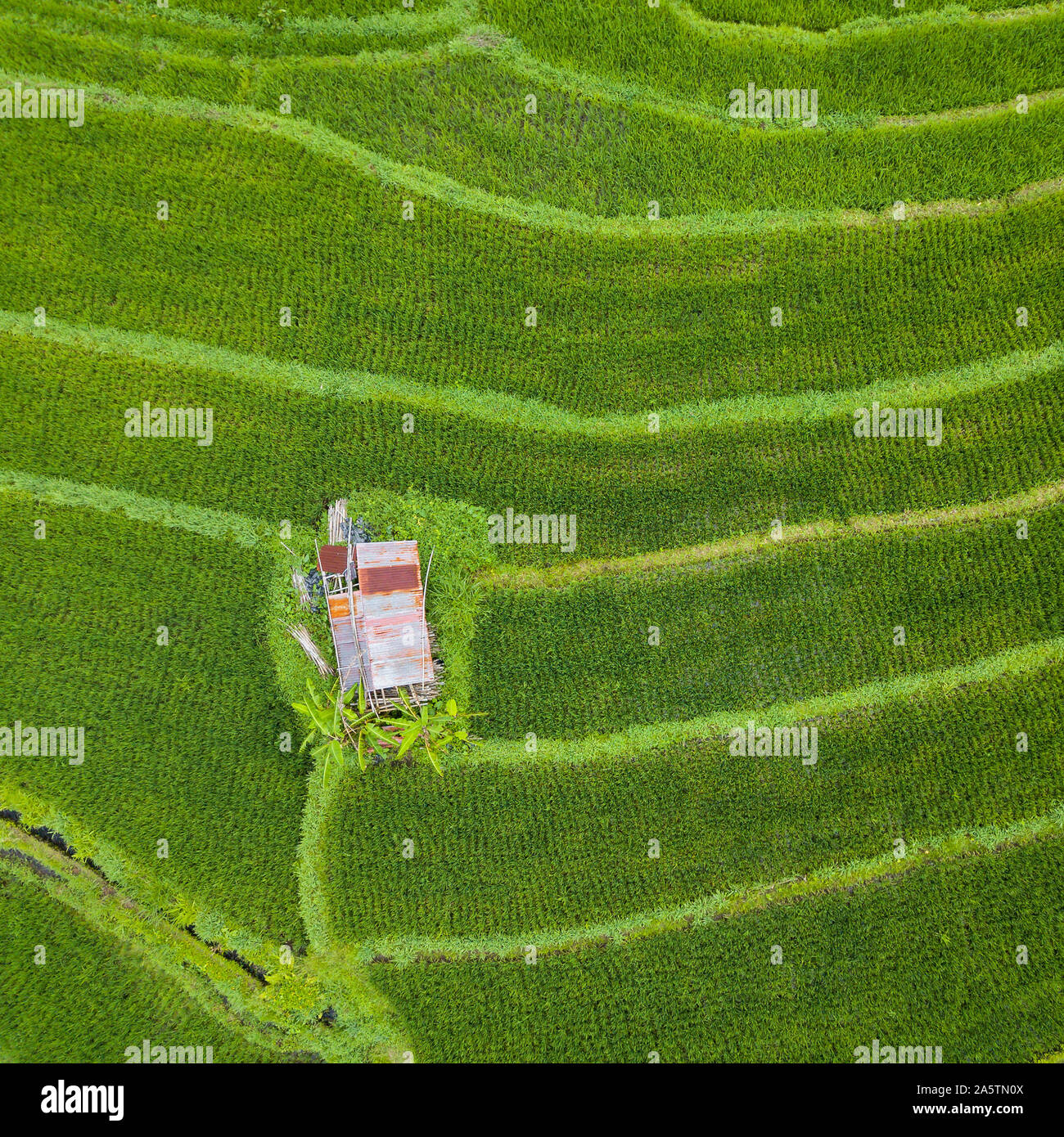 Small hut in the middle of paddy fields aerial view Stock Photo - Alamy