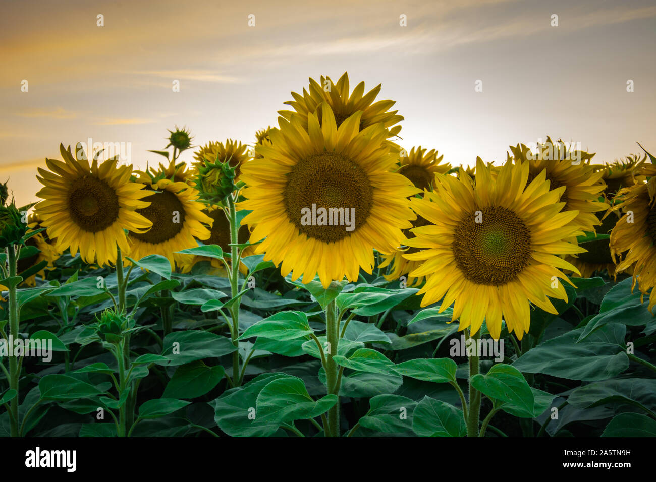 Sunflower field at close-up and evening clouds Stock Photo - Alamy