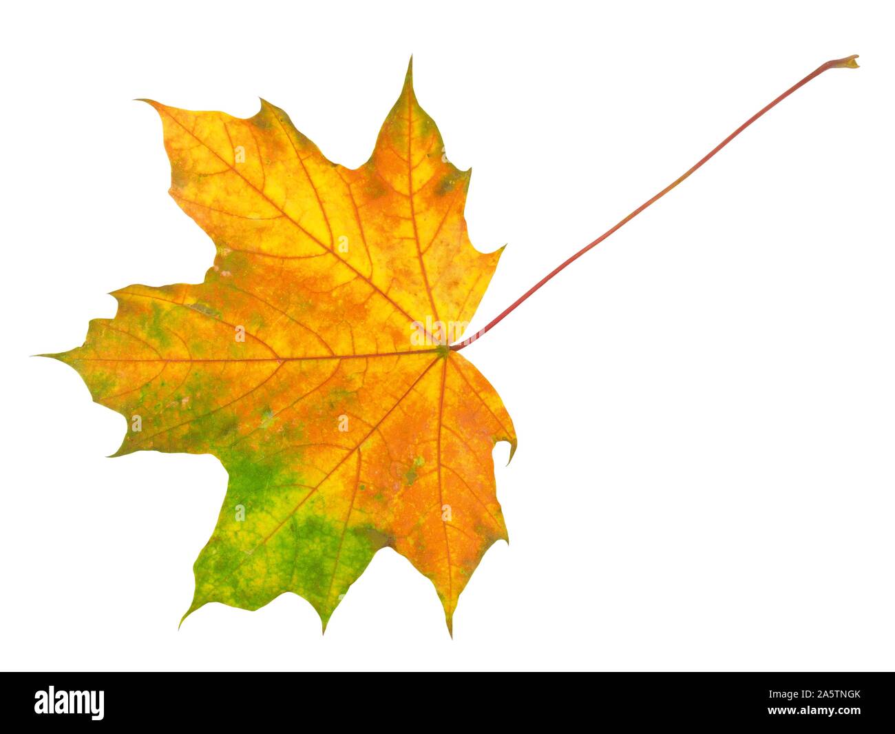 Autumn leaf isolated on white background Stock Photo - Alamy
