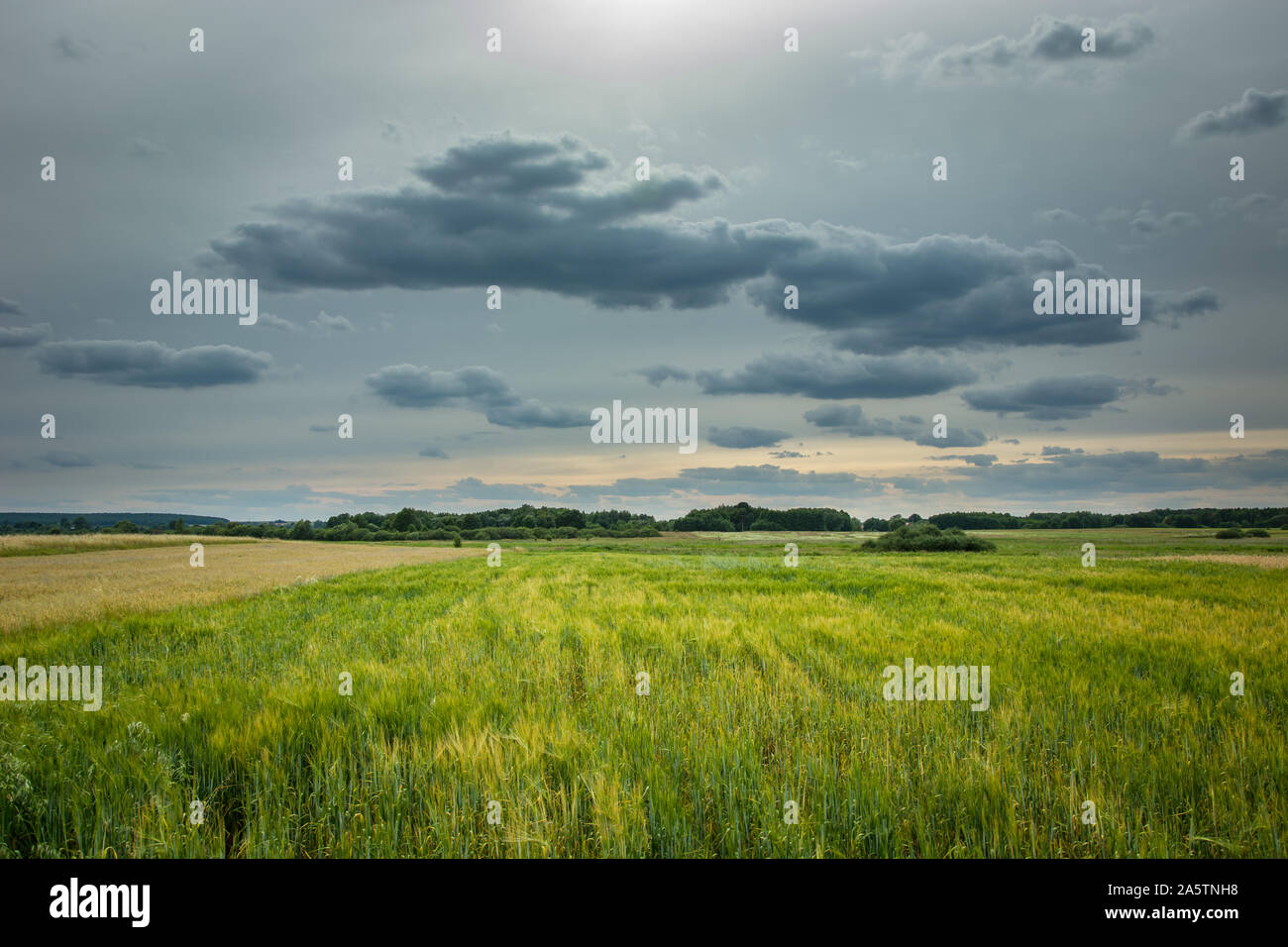 Green grain, forest and dark clouds on the sky Stock Photo - Alamy
