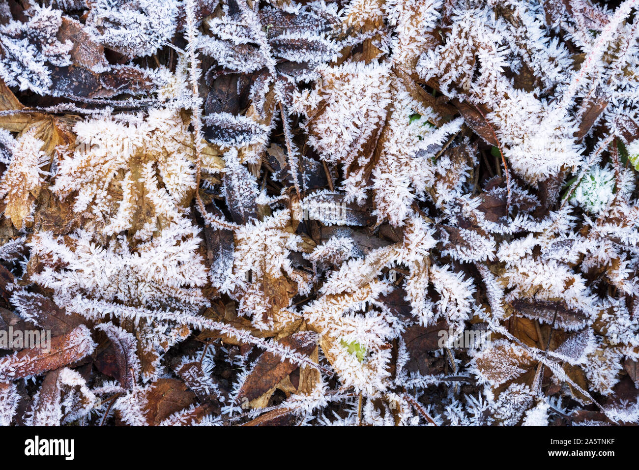 Ice crystals on leaves and grasses, frosted ground, cold winter day ...