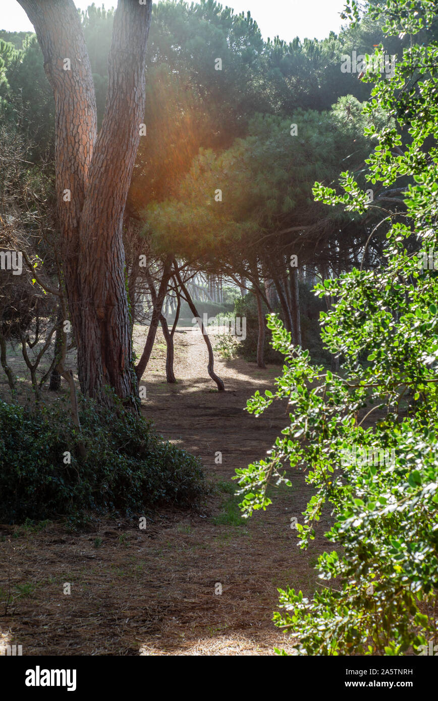 The empty pine trees forest in Tuscany near the Baratti gulf - 4 Stock ...