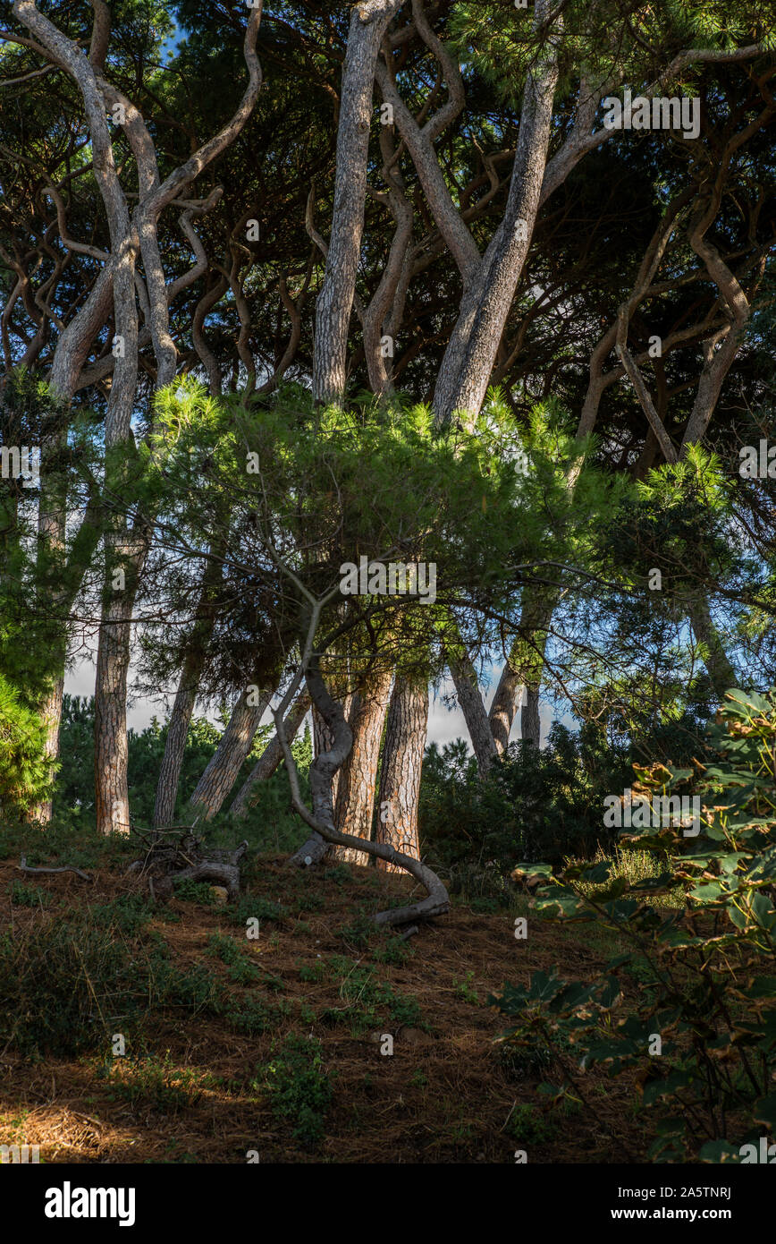 The empty pine trees forest in Tuscany near the Baratti gulf - 3 Stock ...