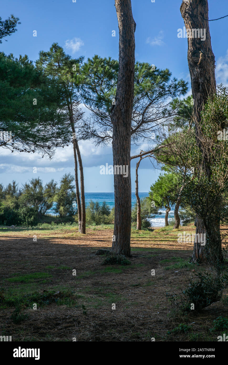 The empty pine trees forest in Tuscany near the Baratti gulf - 5 Stock ...