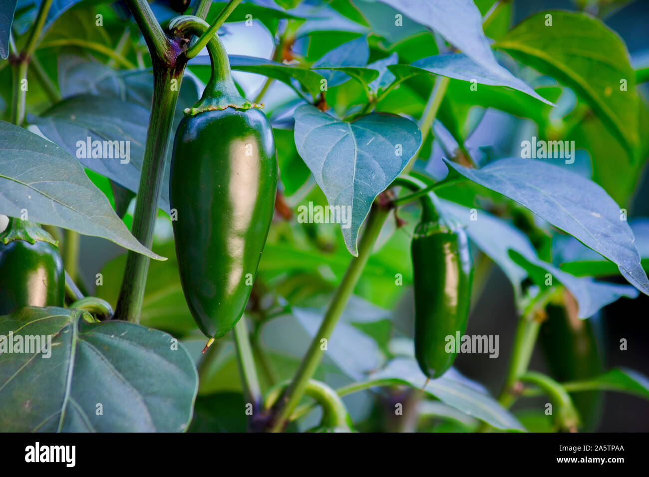 Organic jalapeño (Capsicum annuum) peppers on a jalapeno plant. Close ...