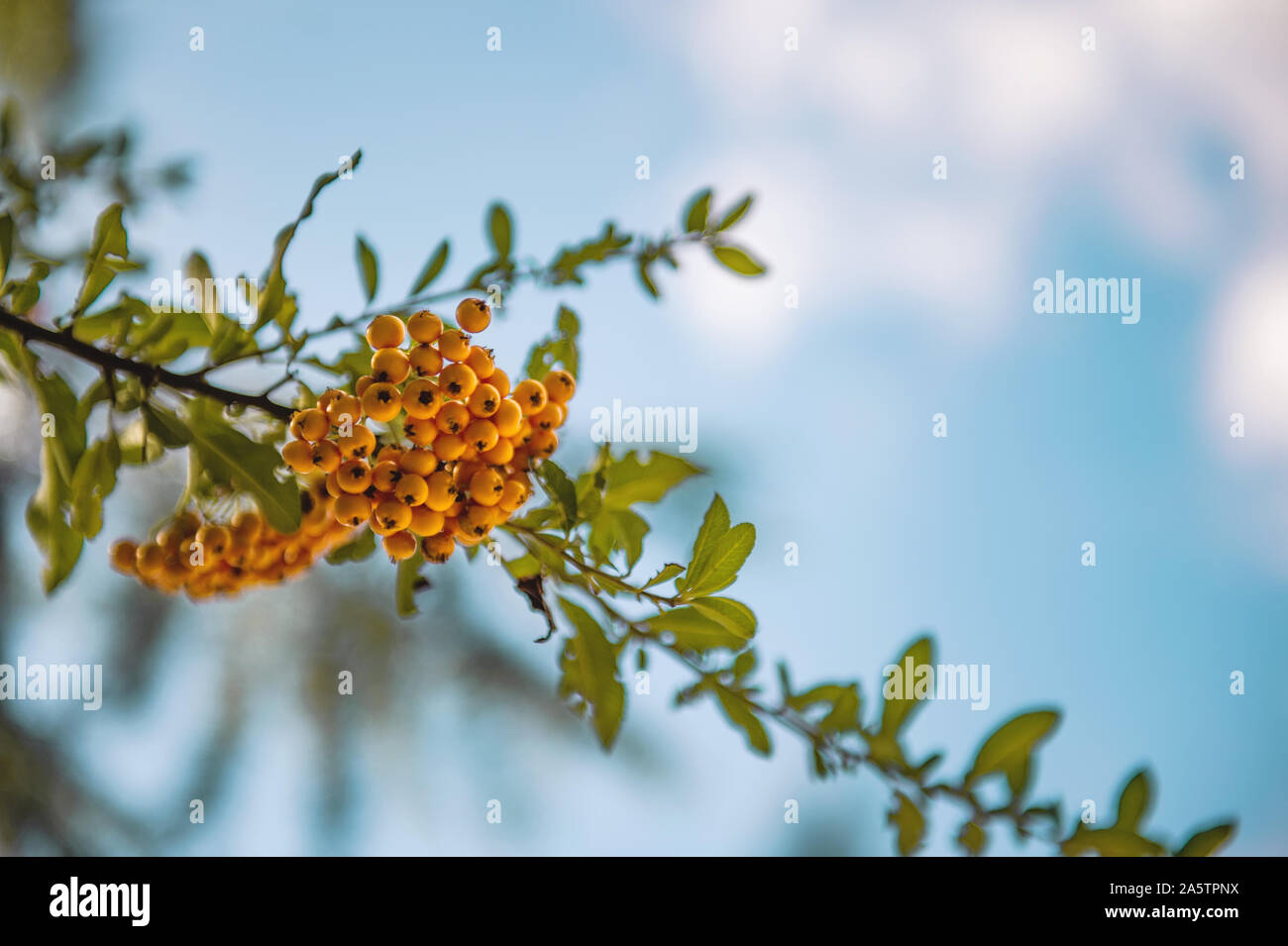 Pyracantha yellow berries on the branches. Firethorn Pyracantha ...