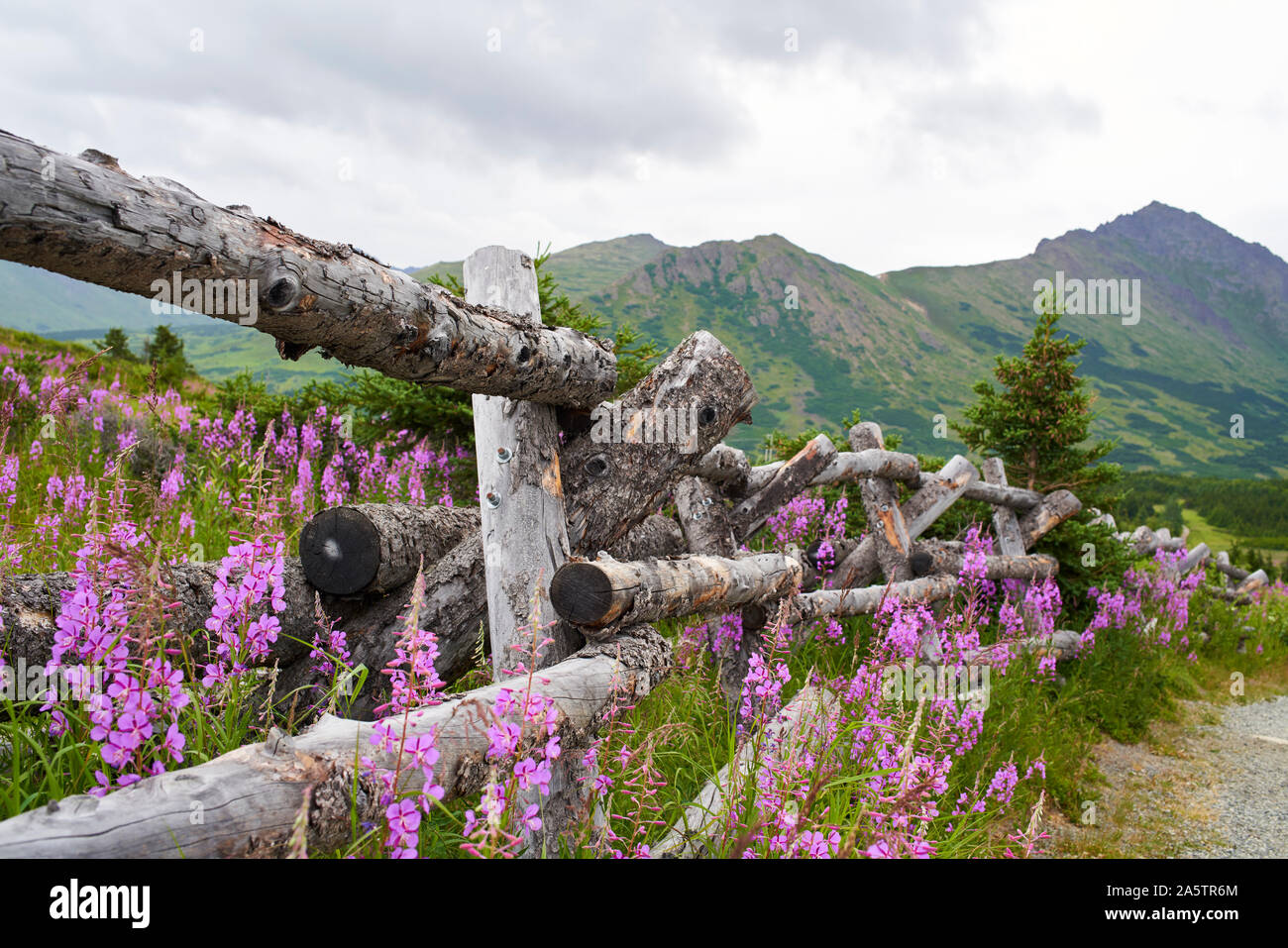 Alaskan wild flowers hi-res stock photography and images - Alamy