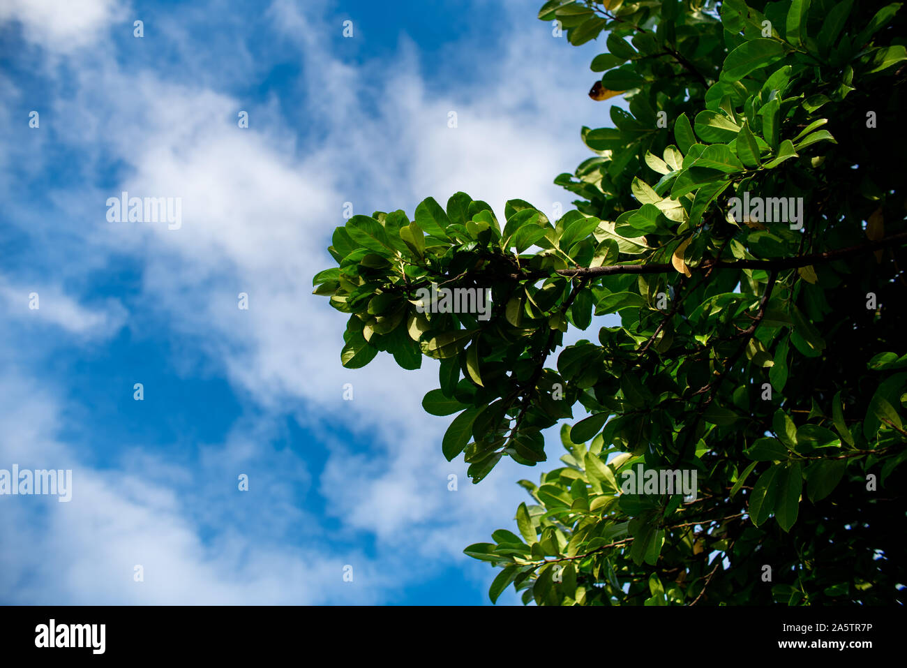 Under a tree, staring up at the clouds in the sky Stock Photo - Alamy