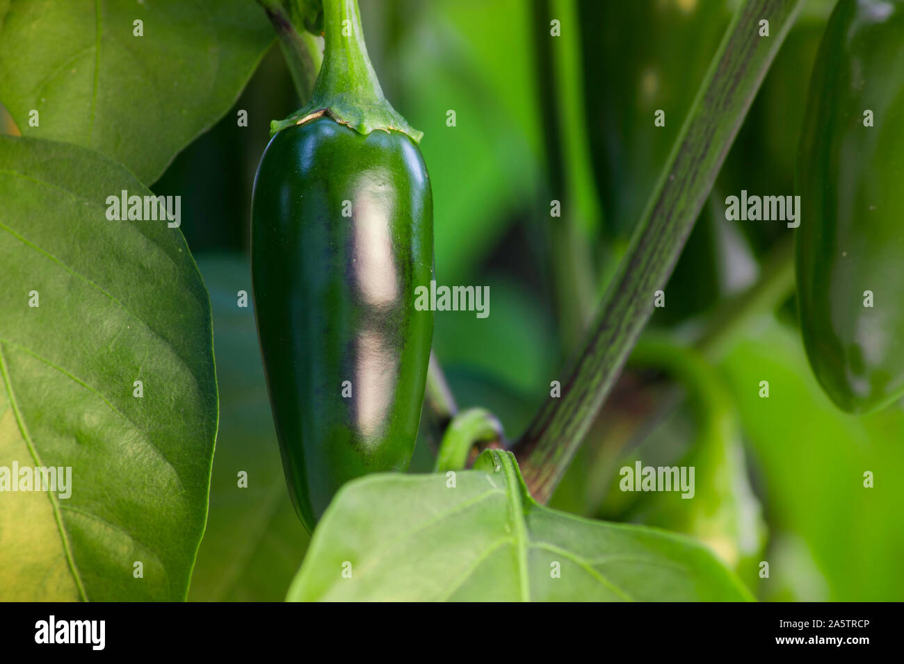 Close up photo of jalapeno pepper. Green jalapeno chili hang from plant ...