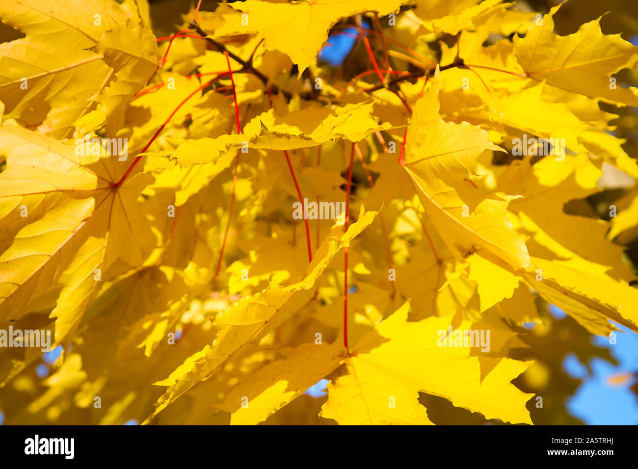 Autumn maple tree with bright orange foliage Stock Photo - Alamy