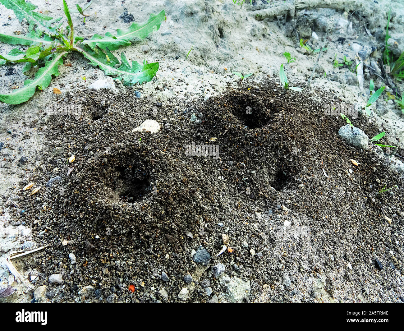 Earth ants (Lasius) the entrance to anthill from beautiful heaps of ...