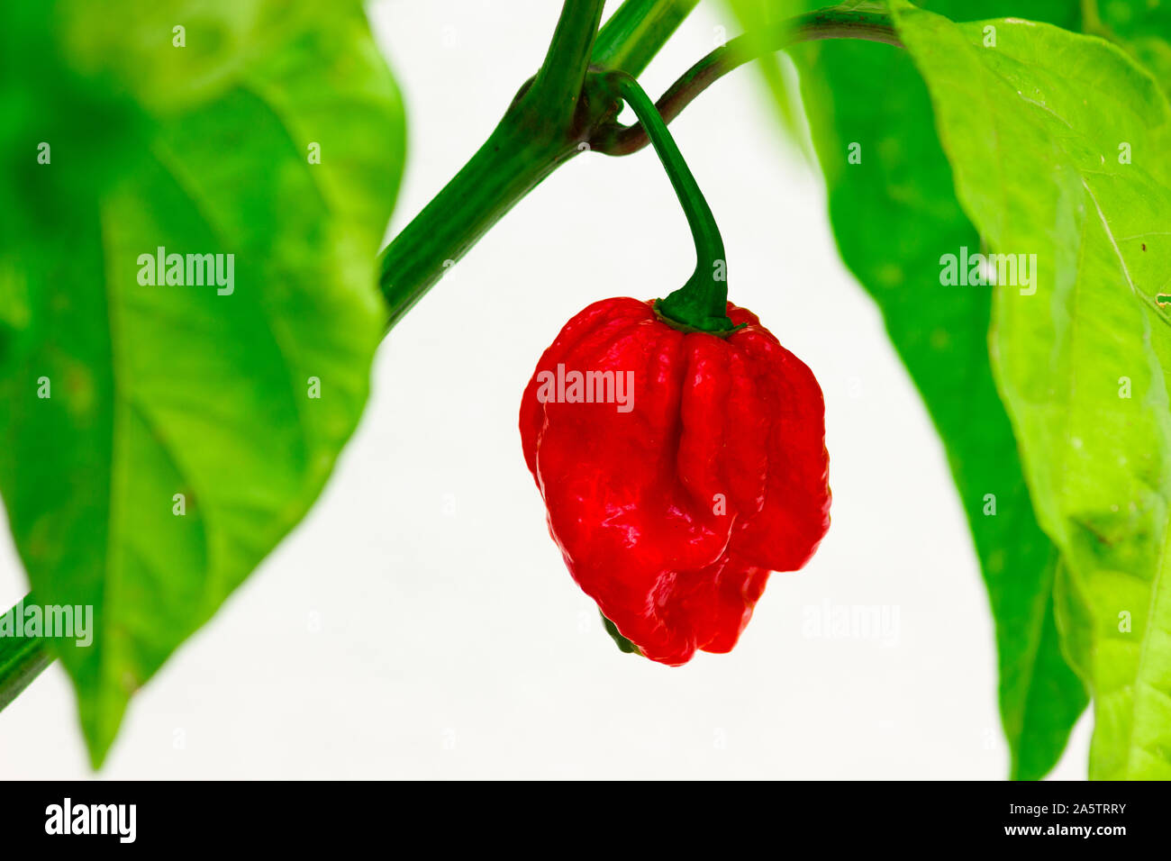 Close up photo of Trinidad Moruga Scorpion (Capsicum chinense) chili ...