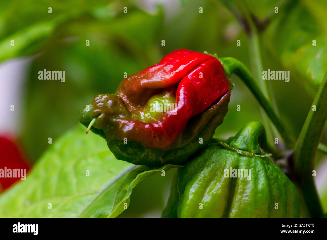 Close up photo of Trinidad Moruga Scorpion (Capsicum chinense) chili ...