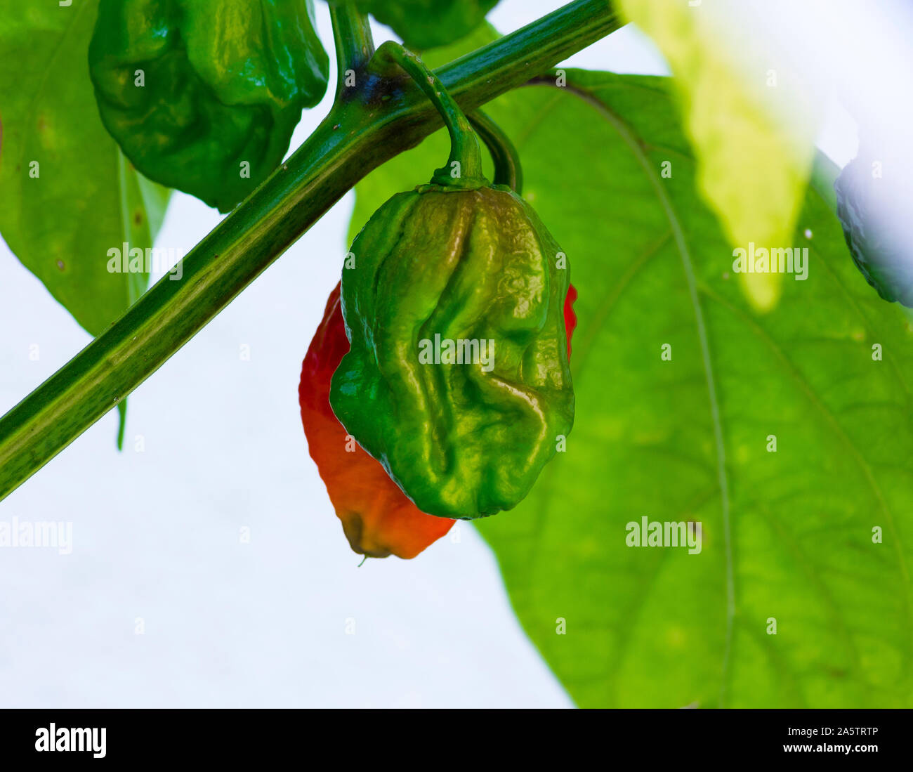 Trinidad Moruga Scorpion (Capsicum chinense) fully grown plant. With ...