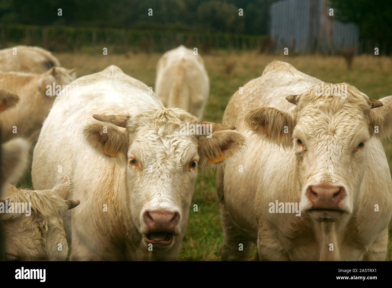 Bulls grown for slaughter for meat at grazing. European meat breeds of ...