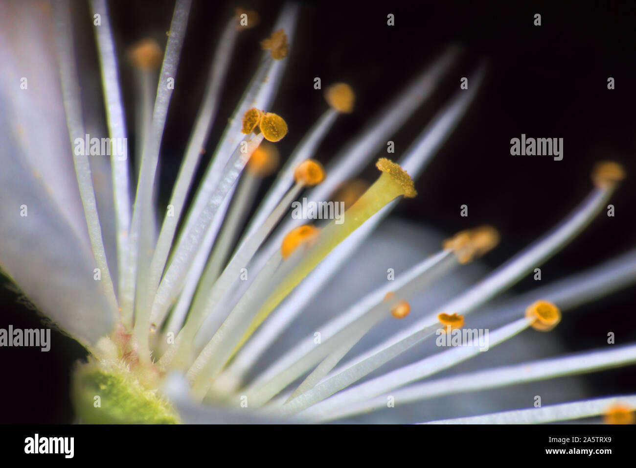 Enlarged flowers (even outwardly simple) look amazingly beautiful when ...