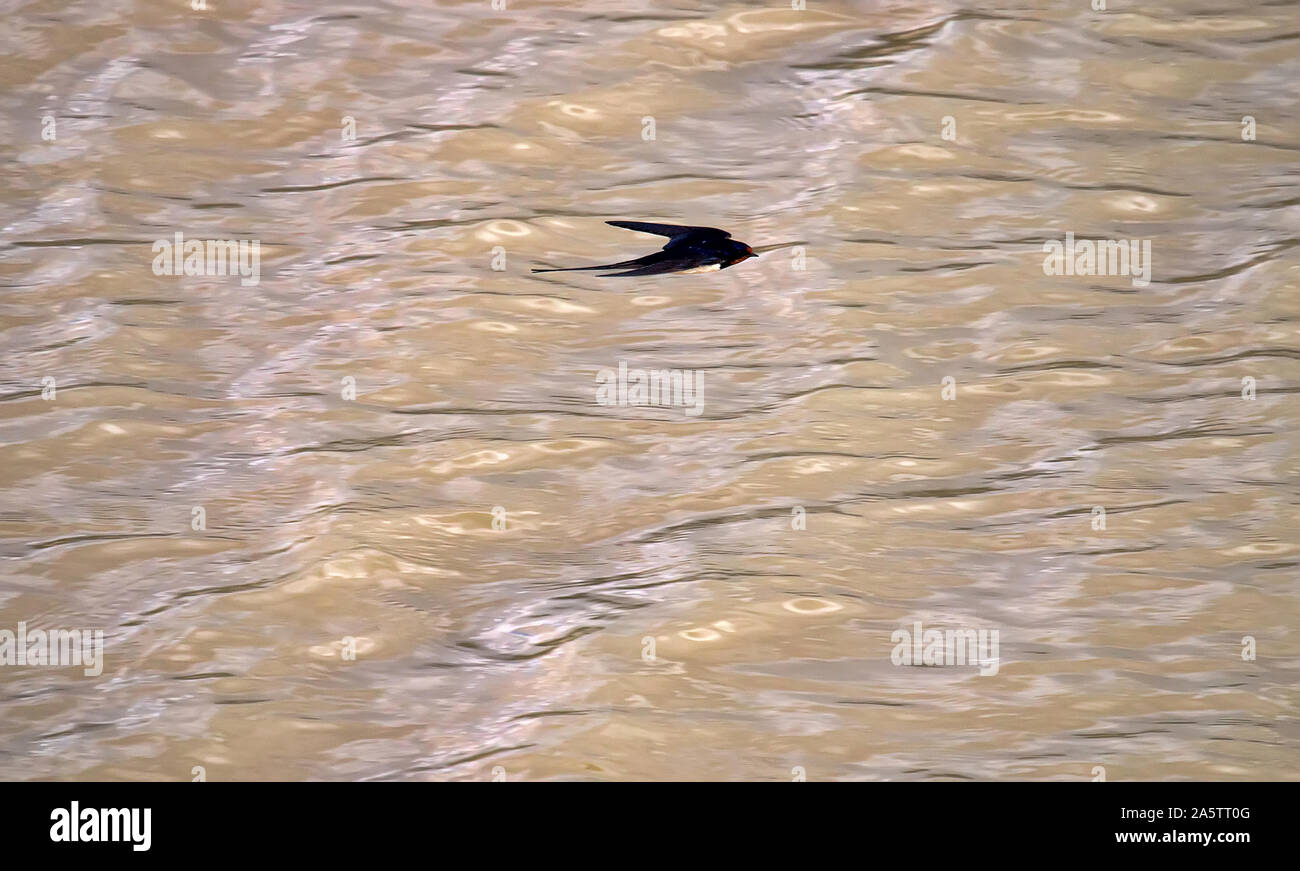 Flying over the water swallow. Beautiful reflections of light on the ...