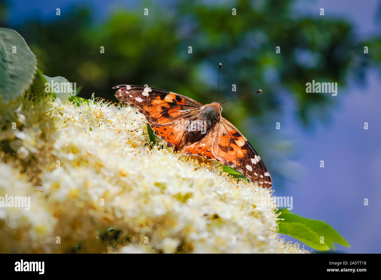 Butterfly Vanessa Cardui or Cynthia cardui in the garden Stock Photo ...