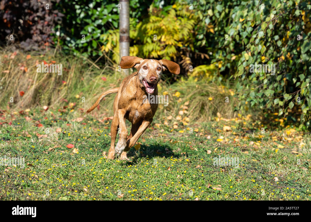Photo of a Hungarian Vizsla dog running towards to the camera. Old dog ...