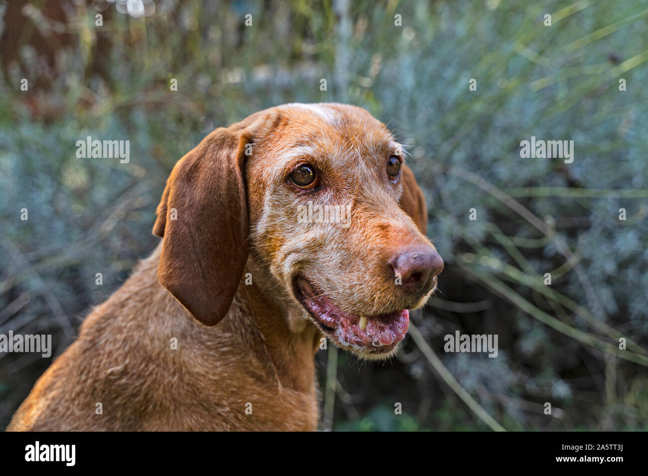 Portrait of a Hungarian Vizsla dog. The dog is paying attention ...