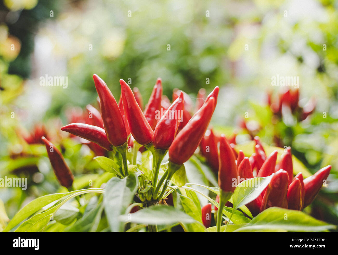 Saltillo hi-res stock photography and images - Alamy