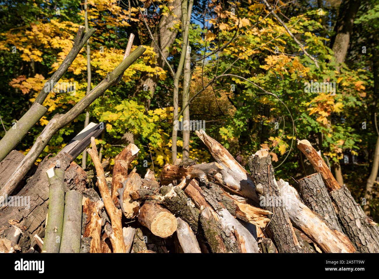 Wood composition in Las Wolski (Wolski Forest). Krakow, Poland, Europe ...