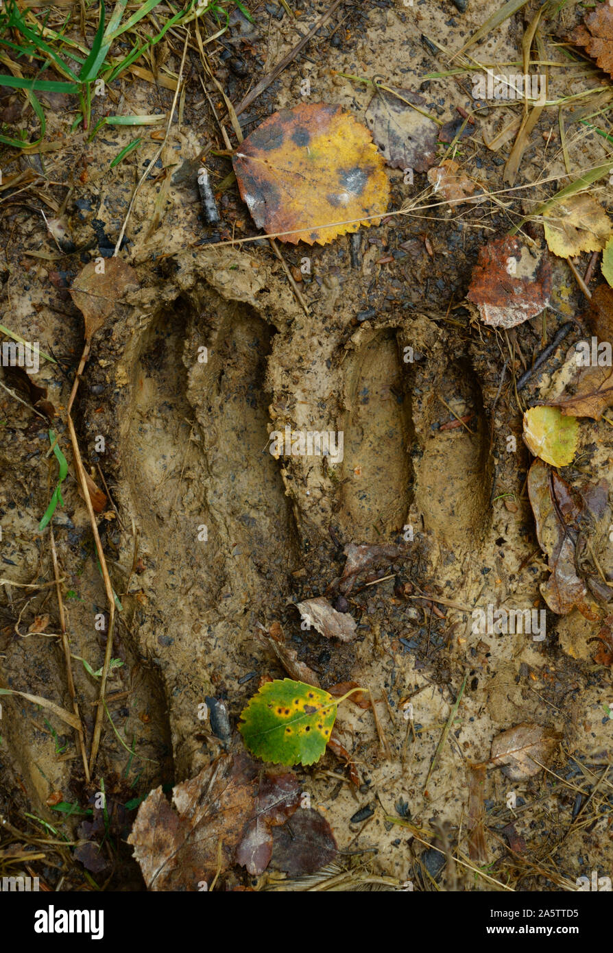 Deer tracks hi-res stock photography and images - Alamy