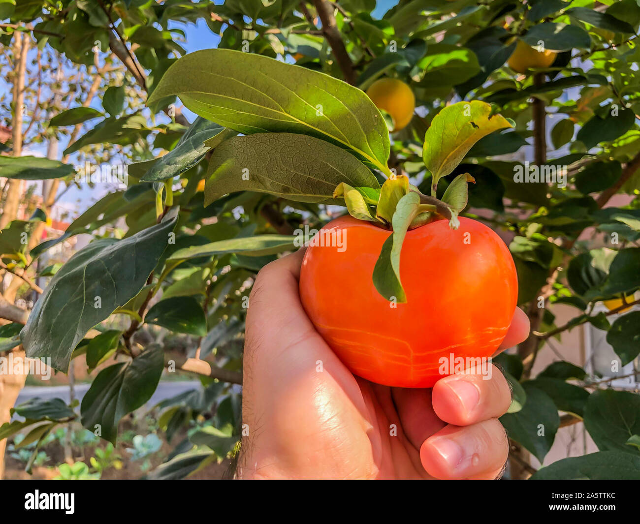 Persimmon tree with many persimmons in autumn Stock Photo - Alamy Persimmon tree with many persimmons in autumn Stock Photo - Alamy