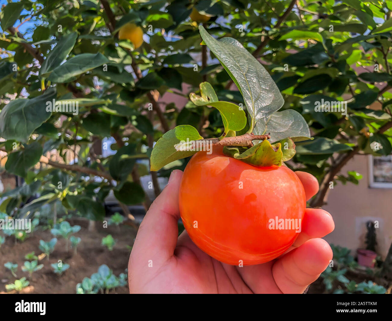 Mature fresh yellow persimmon hi-res stock photography and images - Alamy