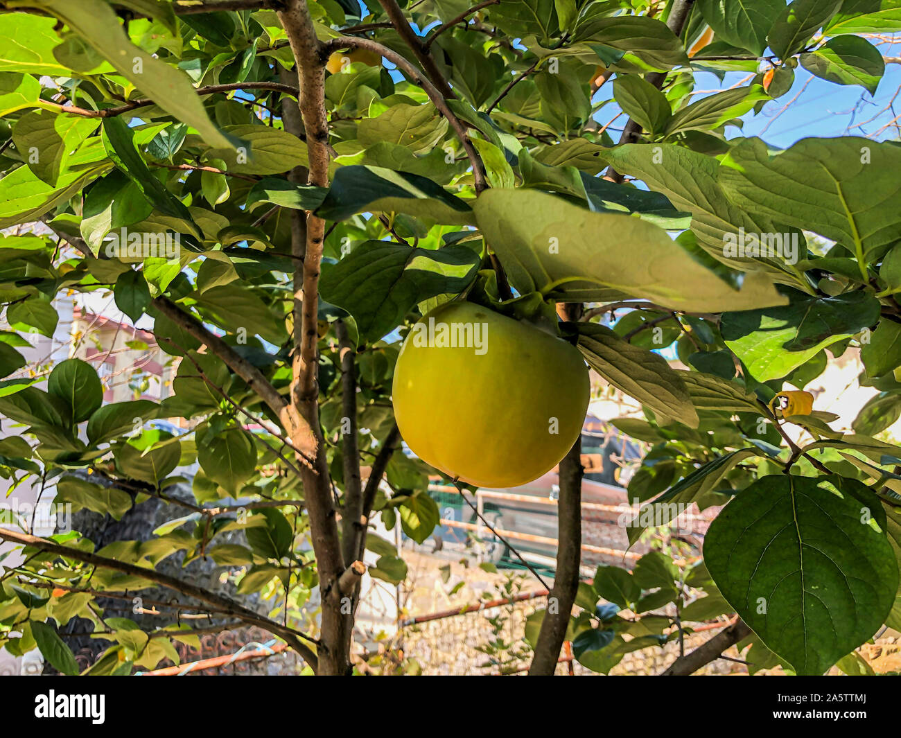 Mature fresh yellow persimmon hi-res stock photography and images - Alamy