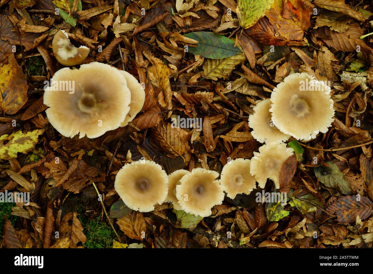 Collybia hi-res stock photography and images - Alamy