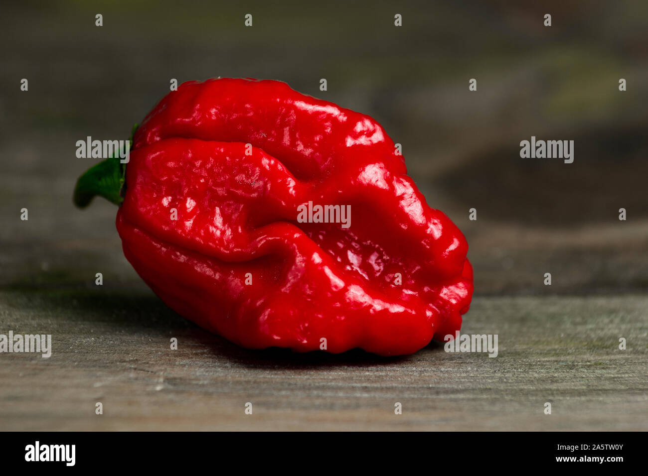 Close up photo of Trinidad Moruga Scorpion (Capsicum chinense) chili ...